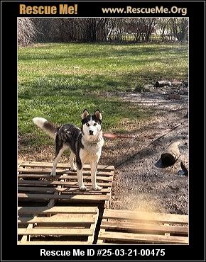 - Ohio Siberian Husky Rescue - ADOPTIONS - Rescue Me!