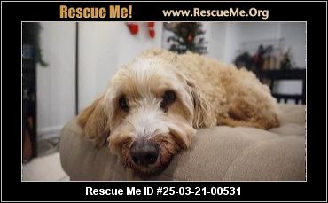 - New Jersey Dog Rescue - ADOPTIONS - Rescue Me!