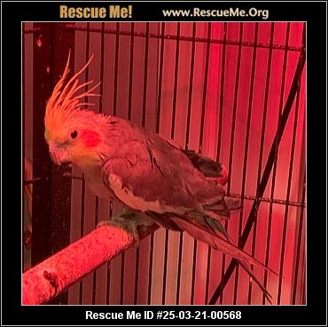 - Washington Pet Bird Rescue - ADOPTIONS - Rescue Me!