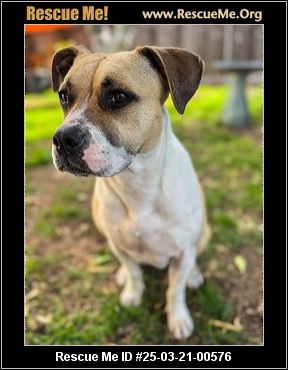 - California Pit Bull Rescue - ADOPTIONS - Rescue Me!