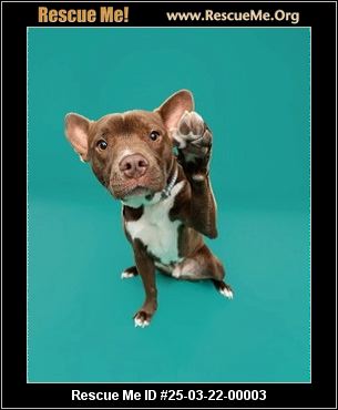 - California Pit Bull Rescue - ADOPTIONS - Rescue Me!