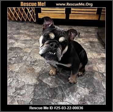 - Rhode Island Dog Rescue - ADOPTIONS - Rescue Me!