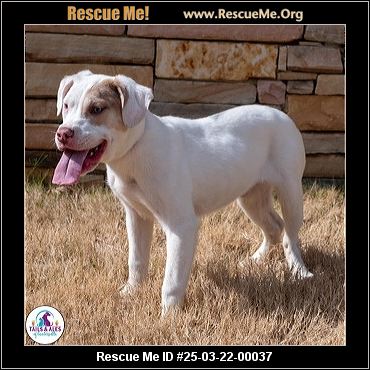 - Alabama Dog Rescue - ADOPTIONS - Rescue Me!