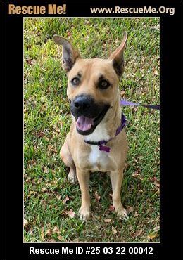 - Florida Black Mouth Cur Rescue - ADOPTIONS - Rescue Me!
