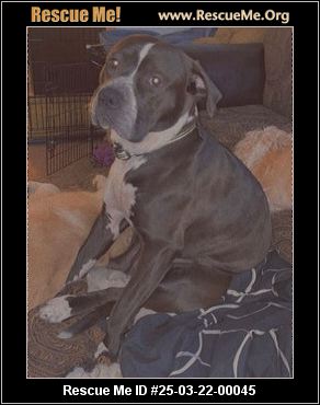 - Pennsylvania Dog Rescue - ADOPTIONS - Rescue Me!