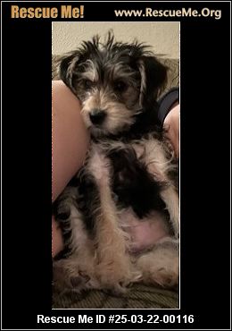 - Maryland Yorkie Rescue - ADOPTIONS - Rescue Me!