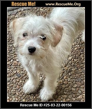 - Florida Maltese Rescue - ADOPTIONS - Rescue Me!