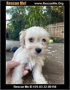 - Florida Maltese Rescue - ADOPTIONS - Rescue Me!