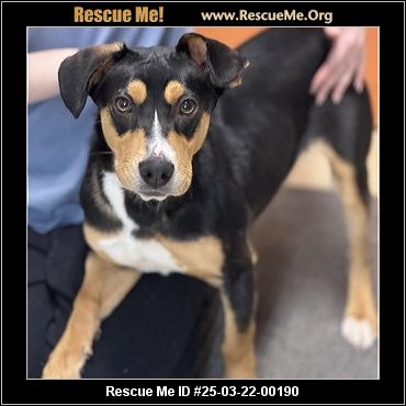 - New Jersey Dog Rescue - ADOPTIONS - Rescue Me!