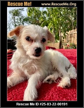 - Florida Maltese Rescue - ADOPTIONS - Rescue Me!