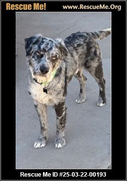 - New Mexico Dog Rescue - ADOPTIONS - Rescue Me!