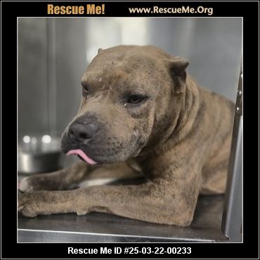 - Texas Mutt Rescue - ADOPTIONS - Rescue Me!