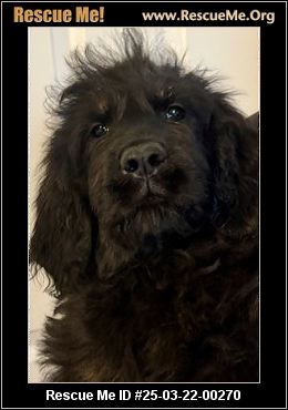 - Ohio Golden Retriever Rescue - ADOPTIONS - Rescue Me!