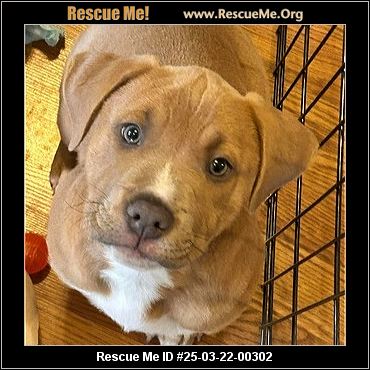 - Pennsylvania Dog Rescue - ADOPTIONS - Rescue Me!