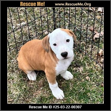 - Pennsylvania Dog Rescue - ADOPTIONS - Rescue Me!