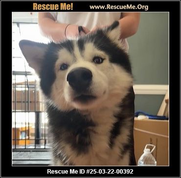 - Virginia Siberian Husky Rescue - ADOPTIONS - Rescue Me!