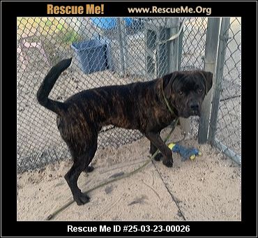 - Texas Dog Rescue - ADOPTIONS - Rescue Me!