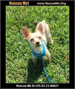 - Florida Yorkie Rescue - ADOPTIONS - Rescue Me!