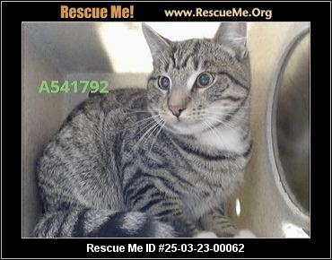 - California Cat Rescue - ADOPTIONS - Rescue Me!