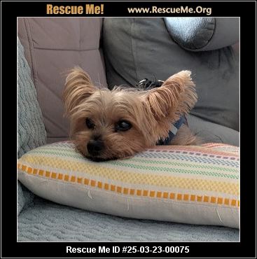 - Florida Yorkie Rescue - ADOPTIONS - Rescue Me!