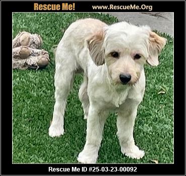 - Florida Maltese Rescue - ADOPTIONS - Rescue Me!