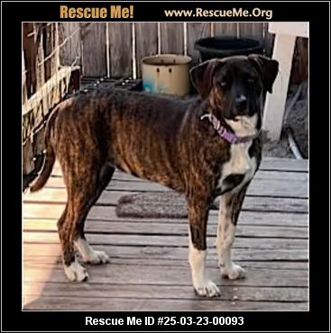 - Texas Mutt Rescue - ADOPTIONS - Rescue Me!