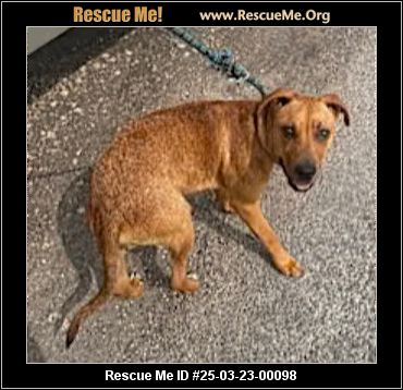 - Texas Mutt Rescue - ADOPTIONS - Rescue Me!