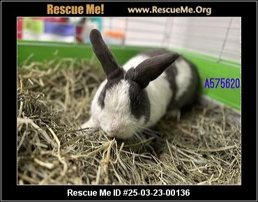 - California Rabbit Rescue - ADOPTIONS - Rescue Me!
