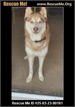 - Virginia Siberian Husky Rescue - ADOPTIONS - Rescue Me!