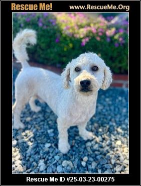 - California Poodle Rescue - ADOPTIONS - Rescue Me!