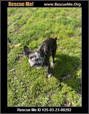 - Florida French Bulldog Rescue - ADOPTIONS - Rescue Me!