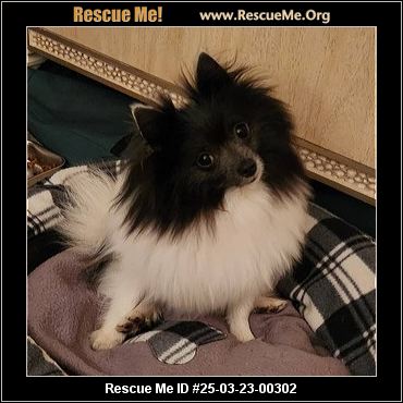 - Texas Pomeranian Rescue - ADOPTIONS - Rescue Me!