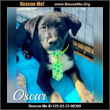 - Arizona Dog Rescue - ADOPTIONS - Rescue Me!