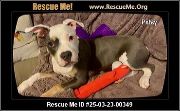 - North Carolina Dog Rescue - ADOPTIONS - Rescue Me!