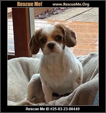 - Wisconsin Dog Rescue - ADOPTIONS - Rescue Me!