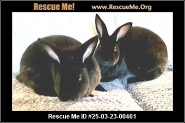 - Illinois Rabbit Rescue - ADOPTIONS - Rescue Me!