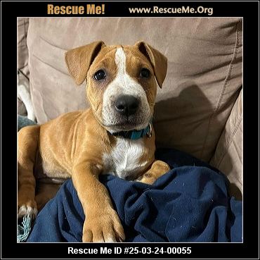 - Florida Dog Rescue - ADOPTIONS - Rescue Me!