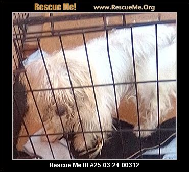 - Florida Maltese Rescue - ADOPTIONS - Rescue Me!
