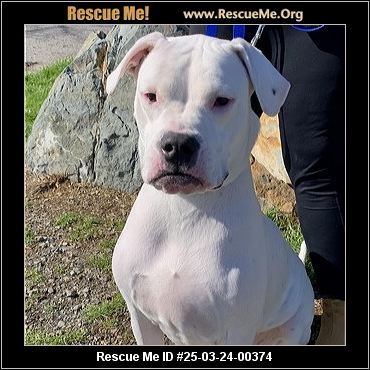 - California American Bulldog Rescue - ADOPTIONS - Rescue Me!