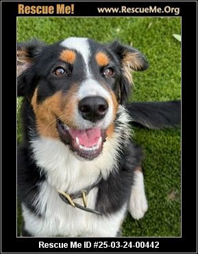 - Oregon Australian Shepherd Rescue - ADOPTIONS - Rescue Me!