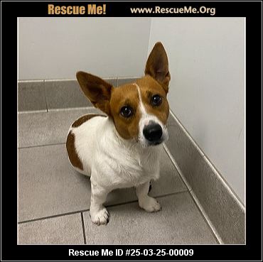 - California Corgi Rescue - ADOPTIONS - Rescue Me!