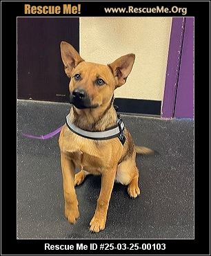 - Arizona Dog Rescue - ADOPTIONS - Rescue Me!