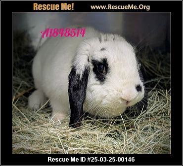 - California Rabbit Rescue - ADOPTIONS - Rescue Me!