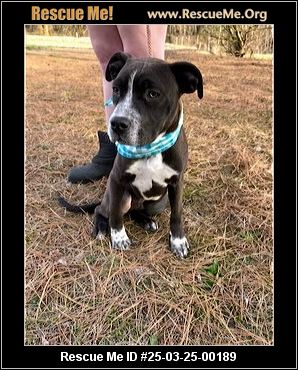 - New Jersey Dog Rescue - ADOPTIONS - Rescue Me!