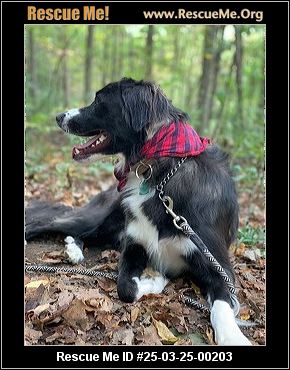 - Ohio Golden Retriever Rescue - ADOPTIONS - Rescue Me!