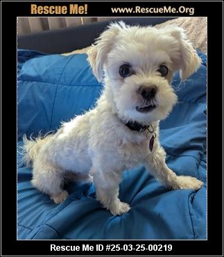 - California Maltese Rescue - ADOPTIONS - Rescue Me!