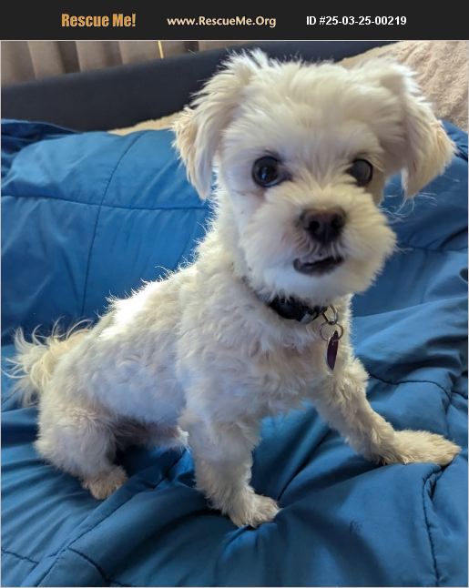 ADOPT 25032500219 ~ Maltese Rescue ~ Covina, CA