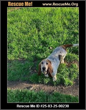 - Mississippi Dog Rescue - ADOPTIONS - Rescue Me!