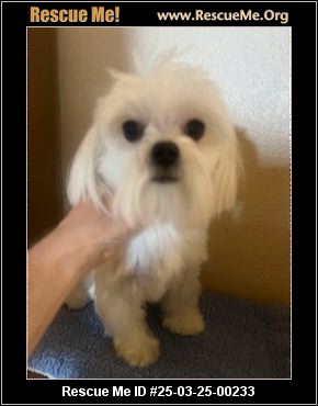- California Maltese Rescue - ADOPTIONS - Rescue Me!