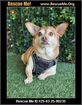 - California Corgi Rescue - ADOPTIONS - Rescue Me!